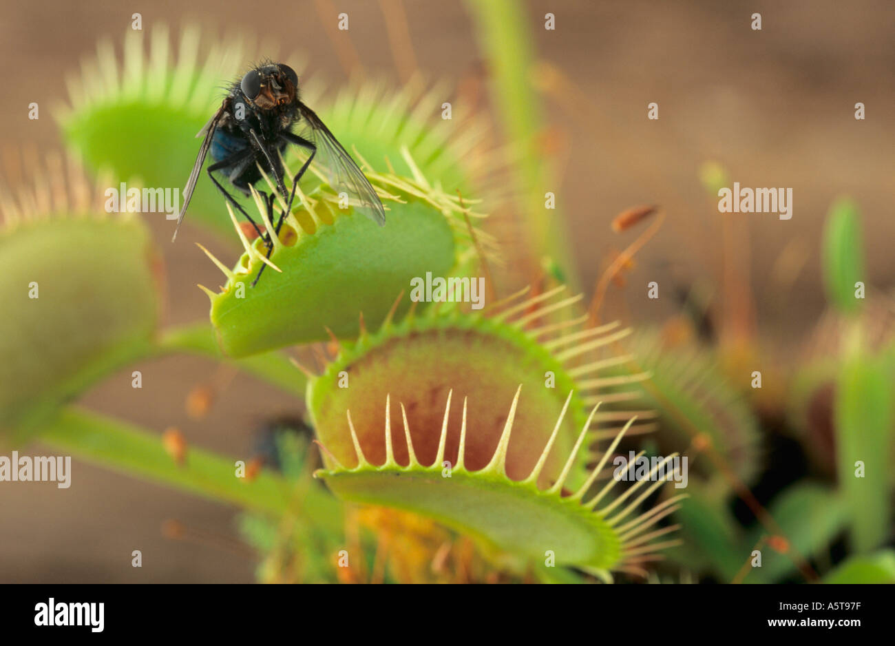 Fly trapped in Venus Fly trap Dionaea muscipula plant Stock Photo - Alamy