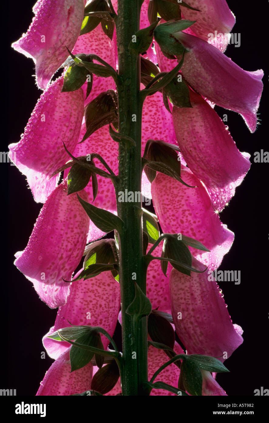 Dark pink digitalis hi-res stock photography and images - Alamy