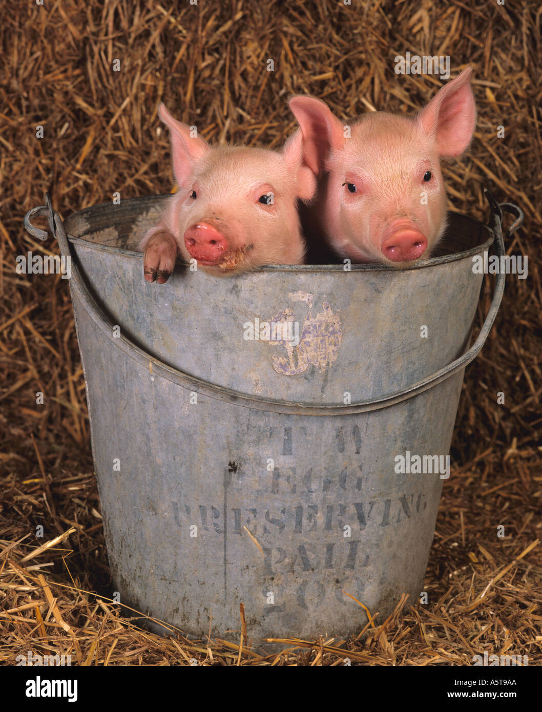 Pig in bucket hi-res stock photography and images - Alamy