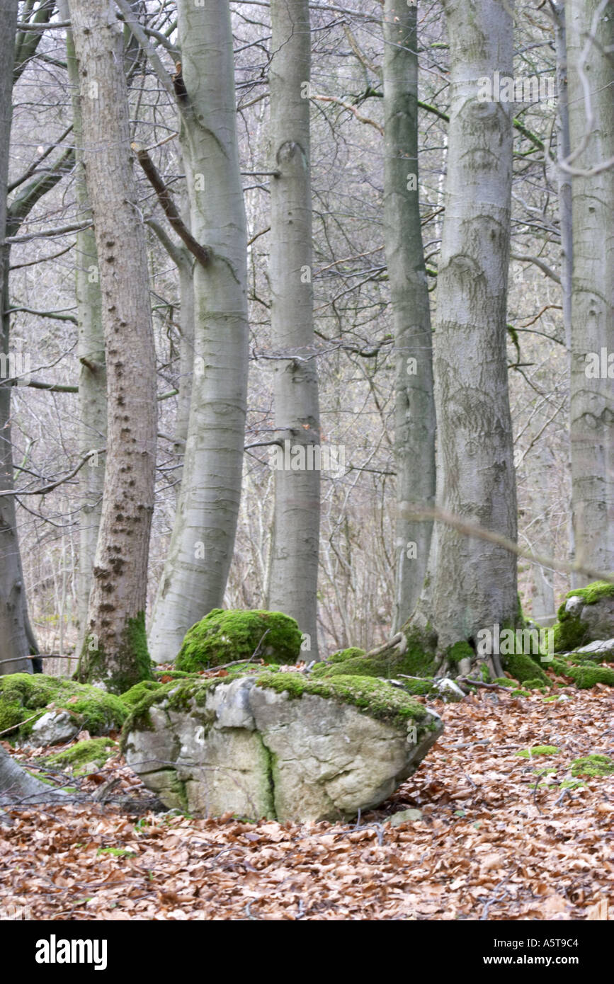 Gnarled beech trees hi-res stock photography and images - Alamy