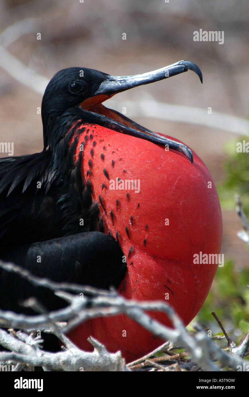 Male Magnificent Frigatebird (Fregata magnificens) inflates his scarlet ...