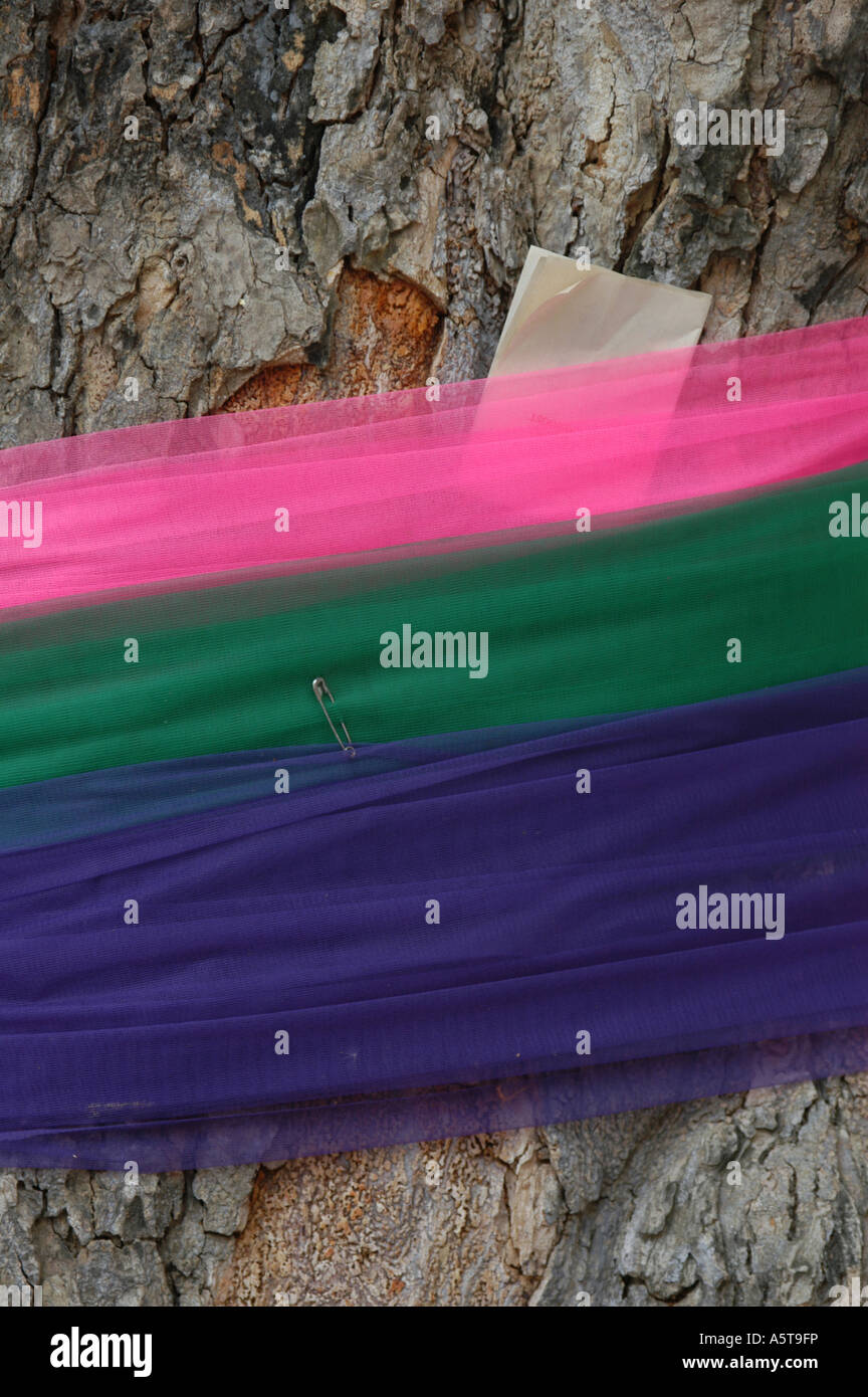 Buddhist sacred tree wrapped in ribbons in Nakhon Pathom, Thailand ...