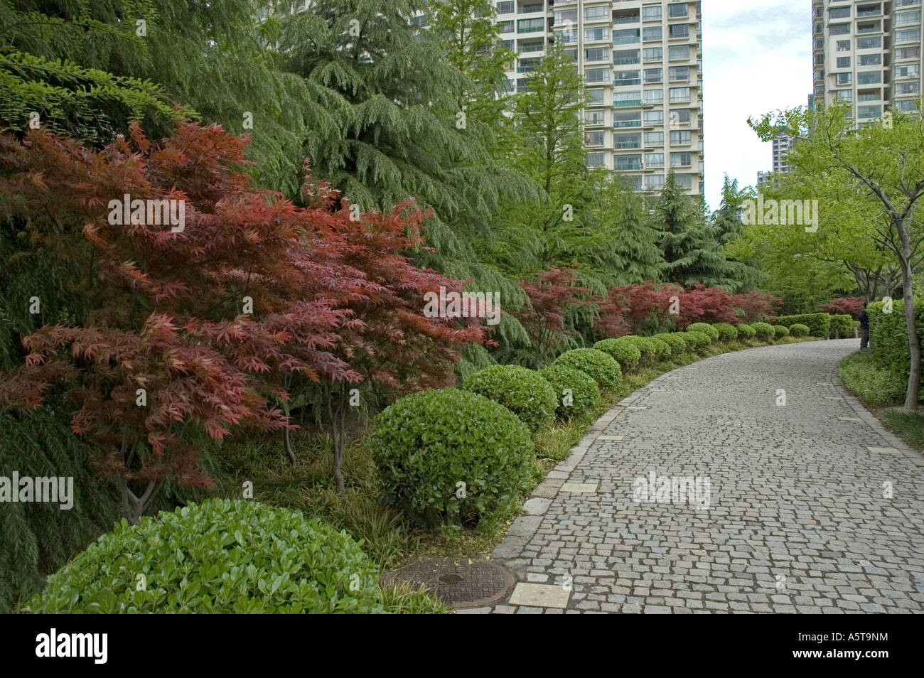 Cobblestone path between manicured hedges and trees, Shanghai Stock ...