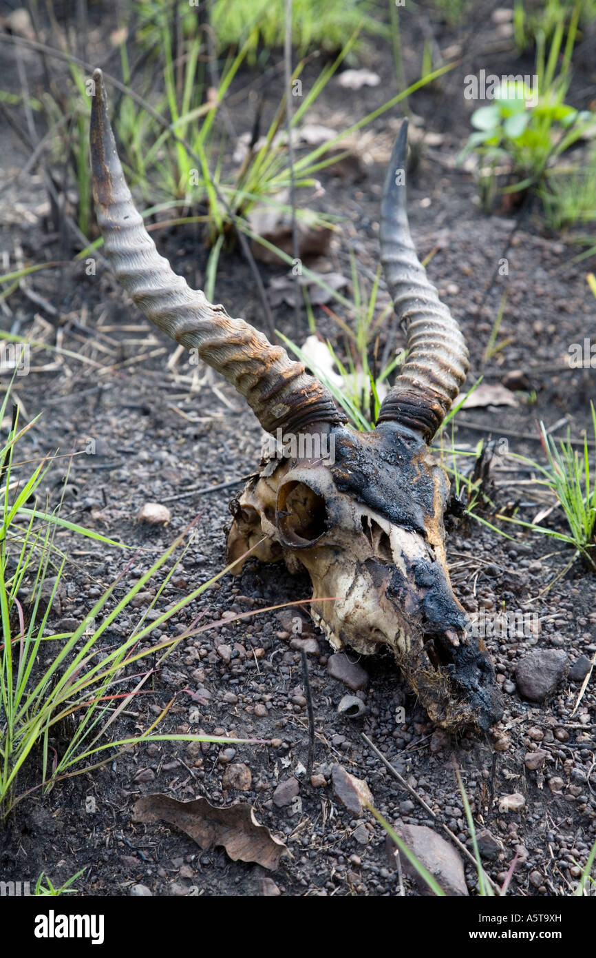 Skull and antlers from stag kob antelope Stock Photo - Alamy