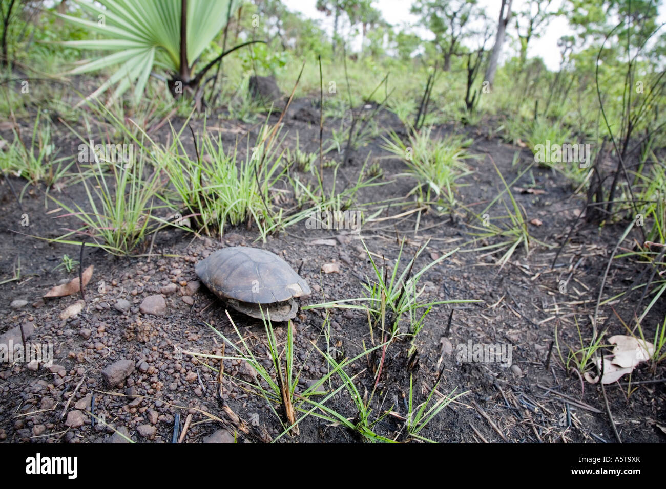 Fire shells hi-res stock photography and images - Alamy