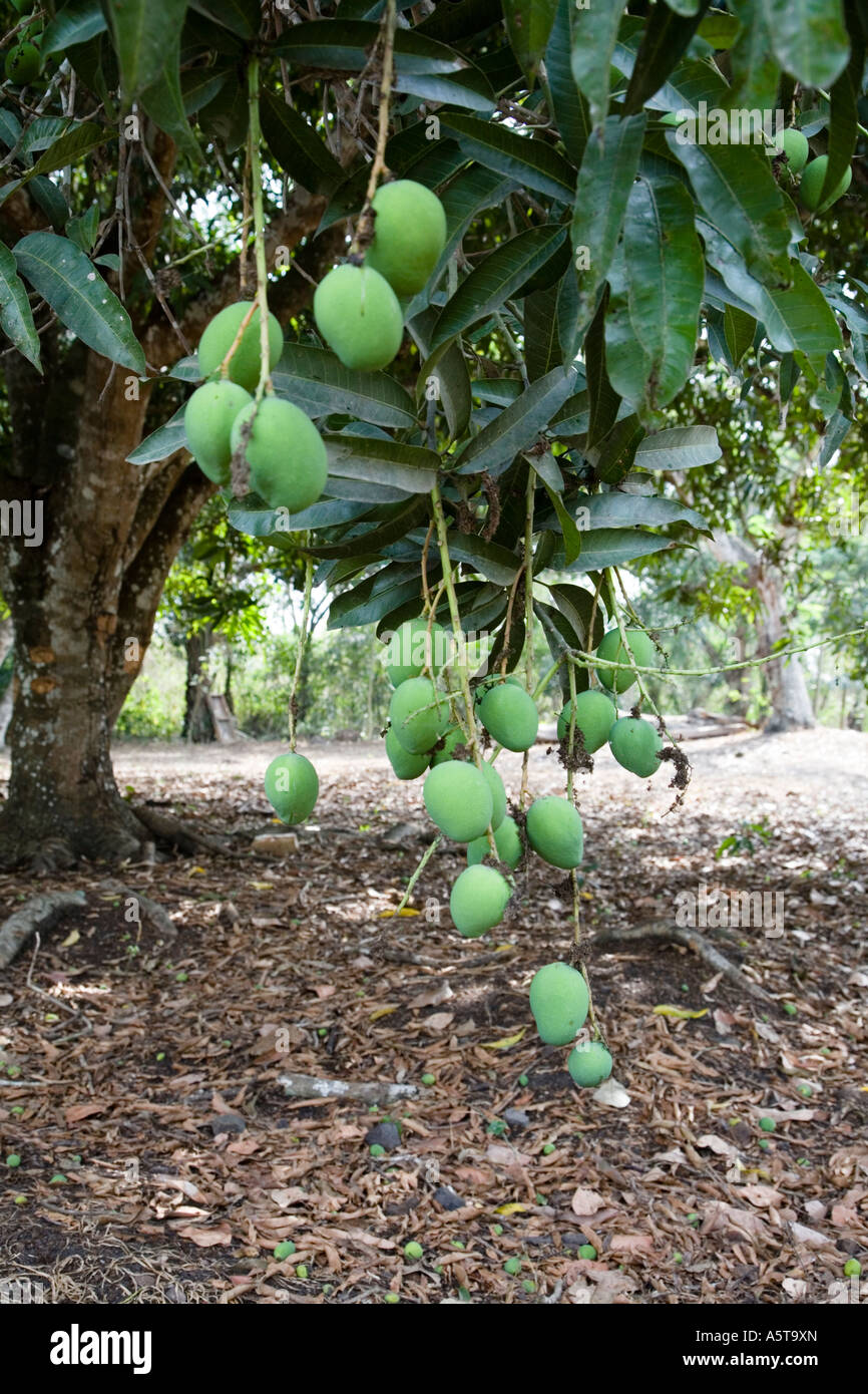 Unripe fruit hanging on a mango tree Stock Photo - Alamy