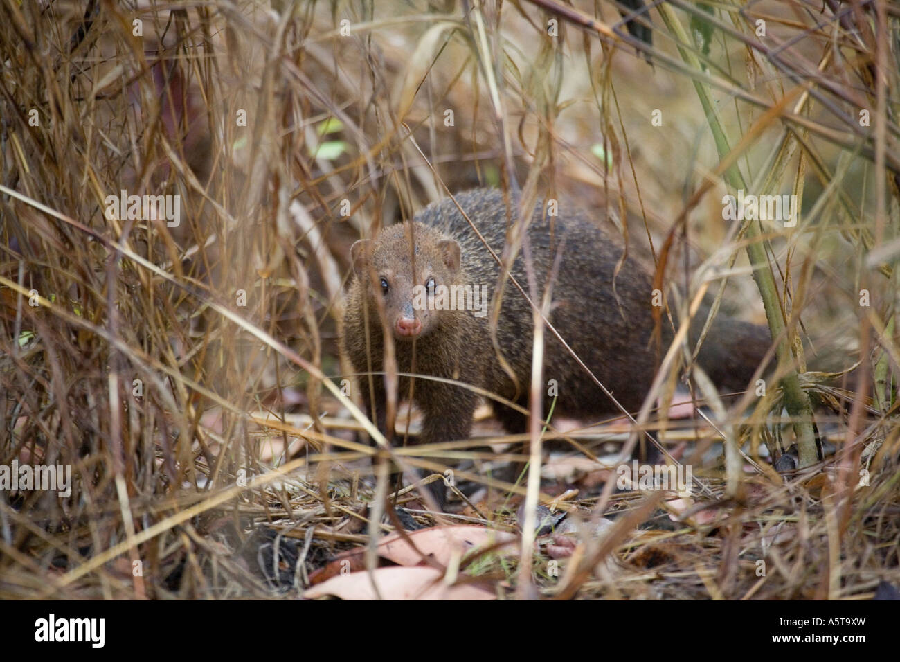 Gambian mongoose hunting beside riverine forest Kalakpa Resource ...