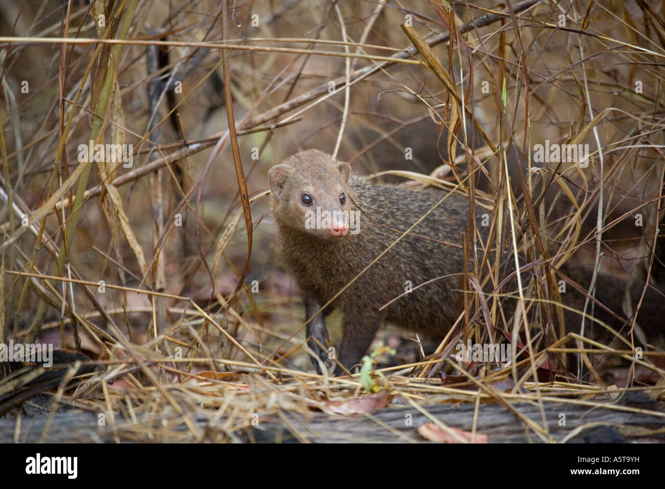 Gambian mongoose hunting beside riverine forest Kalakpa Resource ...