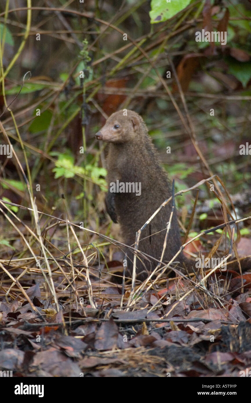 Mungos gambianus hi-res stock photography and images - Alamy