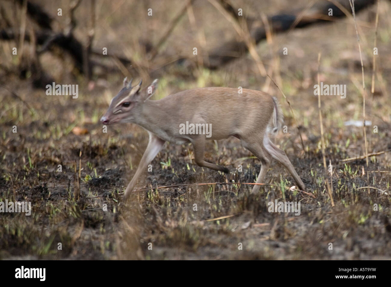 Maxwell s duiker running across burnt savannah Kalakpa Resource Reserve ...