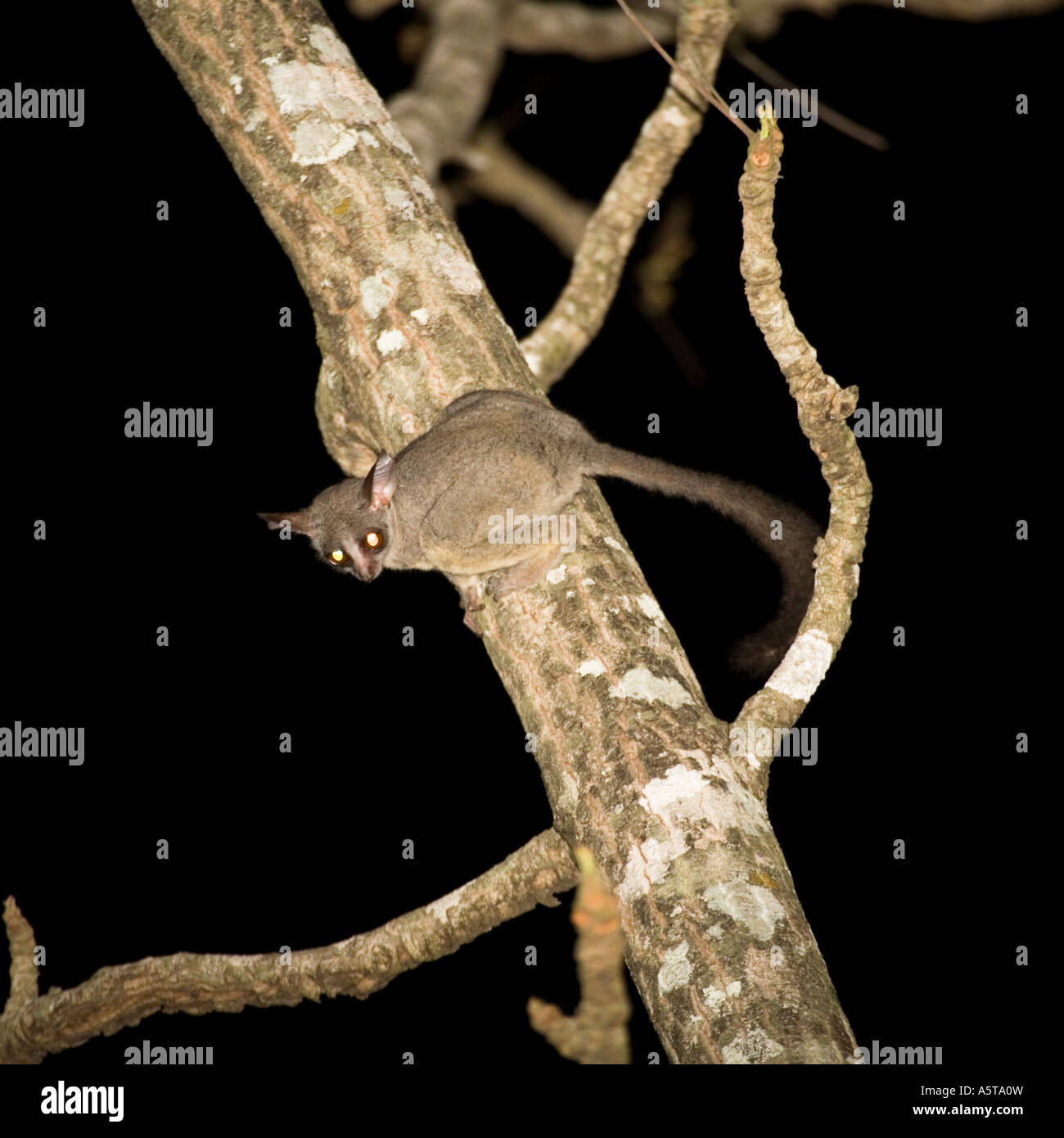 Galago demidoff hi-res stock photography and images - Alamy