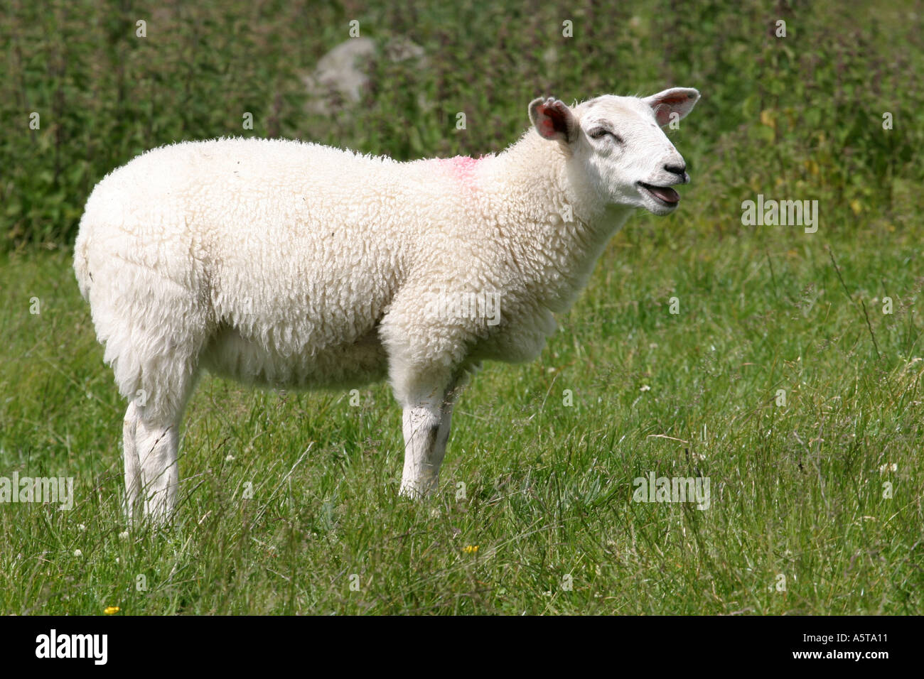 Sheep standing in field bleating with mouth open Stock Photo - Alamy