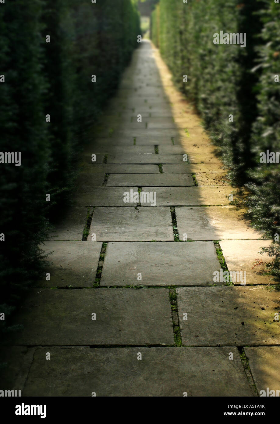 Hampton court maze hi-res stock photography and images - Alamy