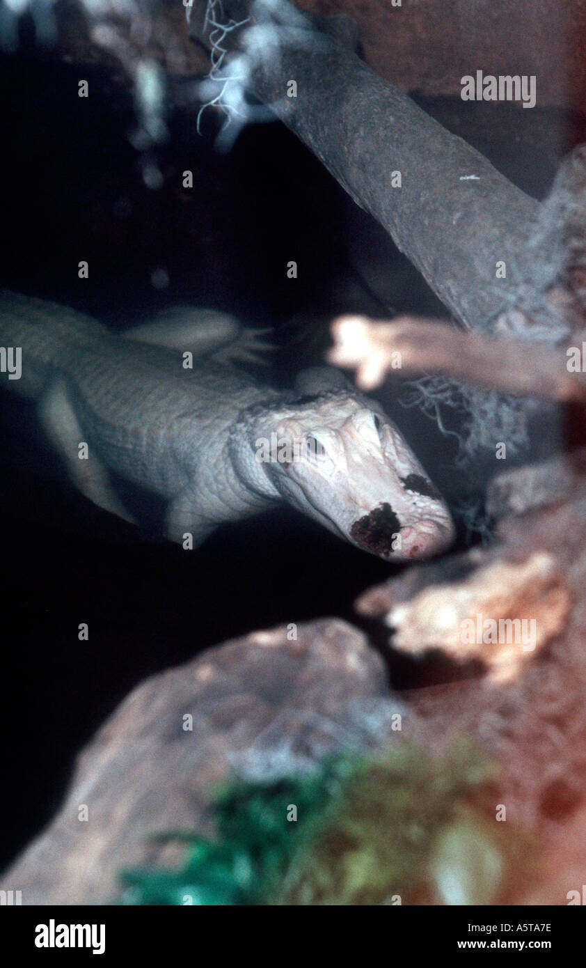 Bronx zoo wildlife conservation park hi-res stock photography and ...