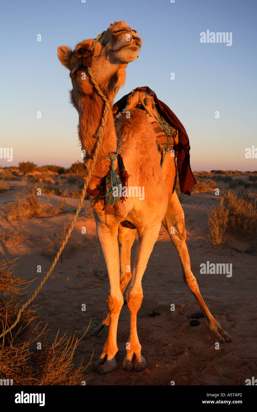 Vertical full length portrait of camel on family adventure holiday in ...