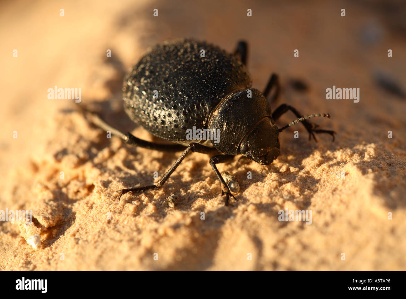 Darkling beetle sand dune hi-res stock photography and images - Alamy