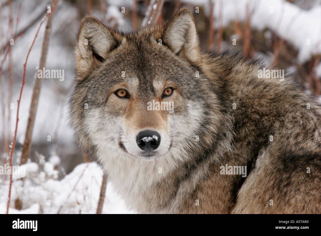 Timber Wolf in Northern Minnesota Stock Photo - Alamy
