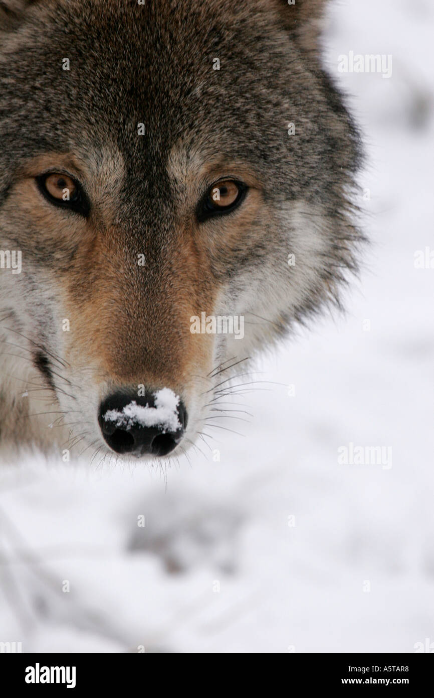 Gray wolf canis lupus wet with water hi-res stock photography and ...