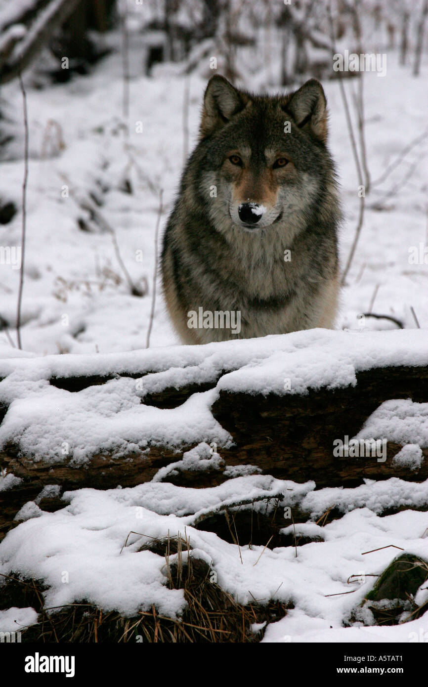 Timber Wolf with snow on his nose in Northern Minnesota Stock Photo - Alamy