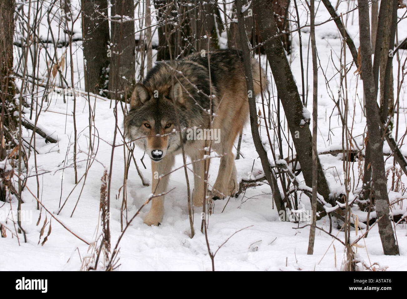 Timber Wolf in Northern Minnesota Stock Photo - Alamy
