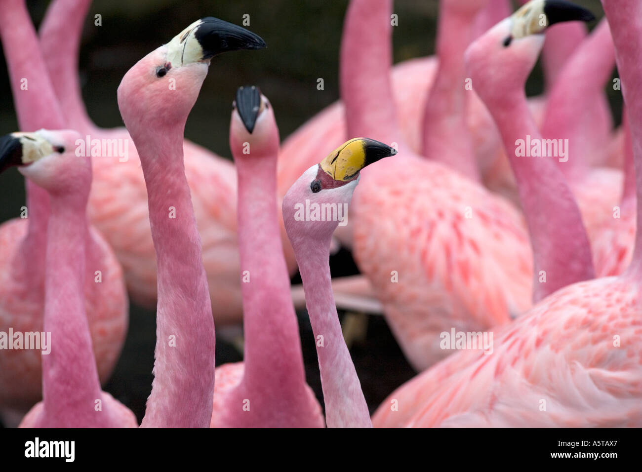 Andean Flamingo Pheonicoparrus andinus Stock Photo - Alamy