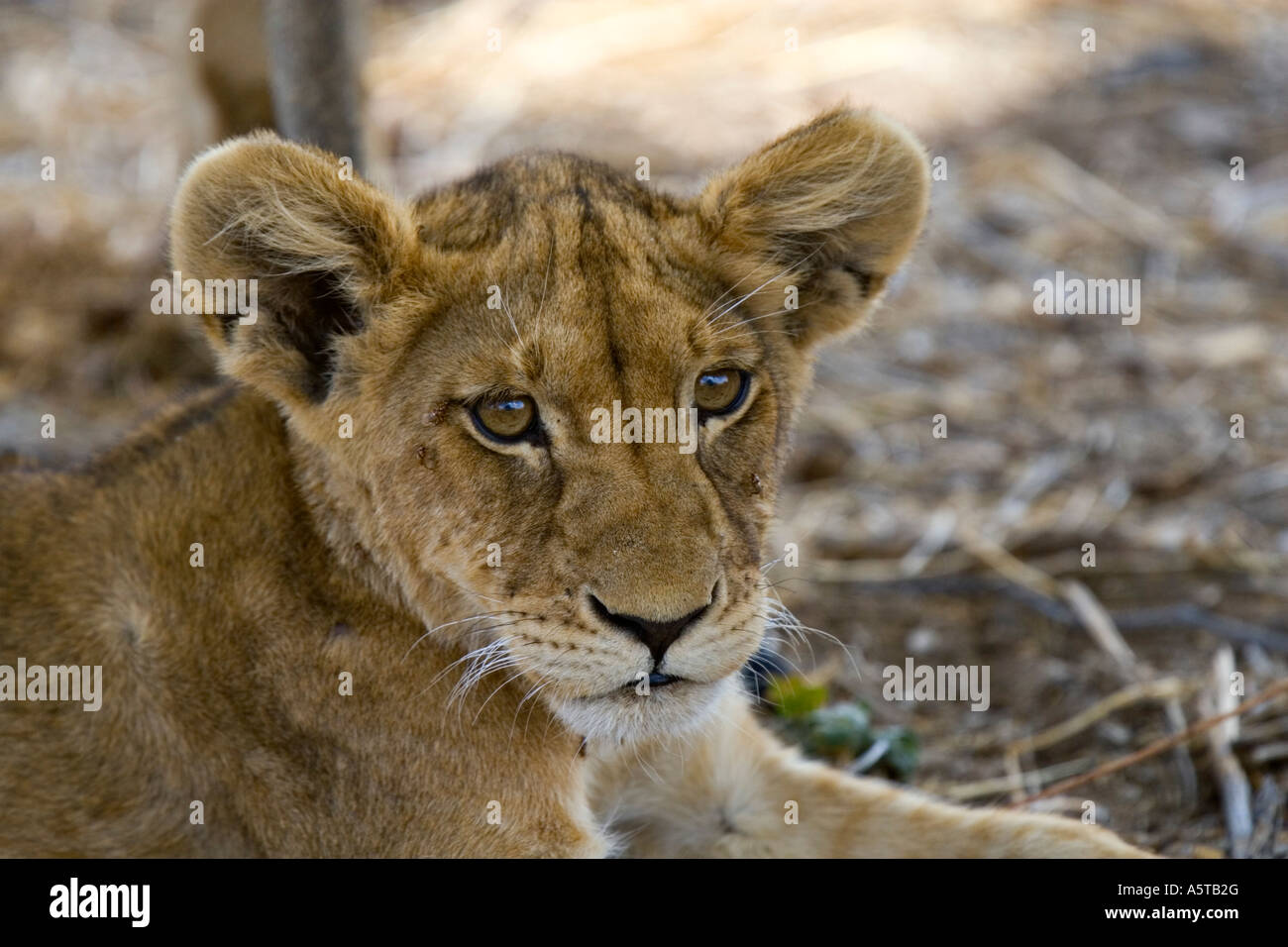 Lion (Panthera Leo) in Ruaha National Park, Tanzania, Africa Stock ...