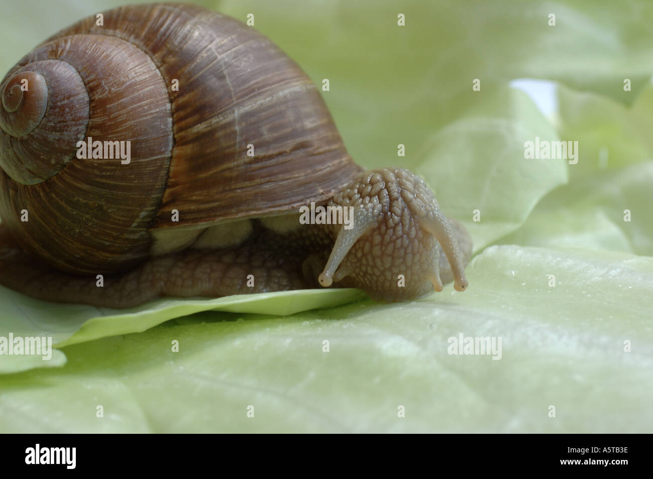 may I eat it Stock Photo - Alamy