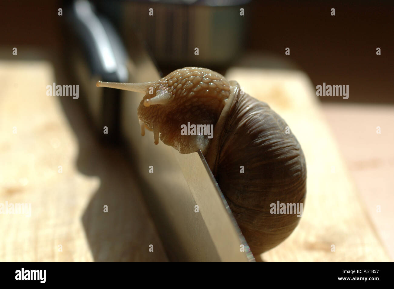 snail on knife Stock Photo - Alamy