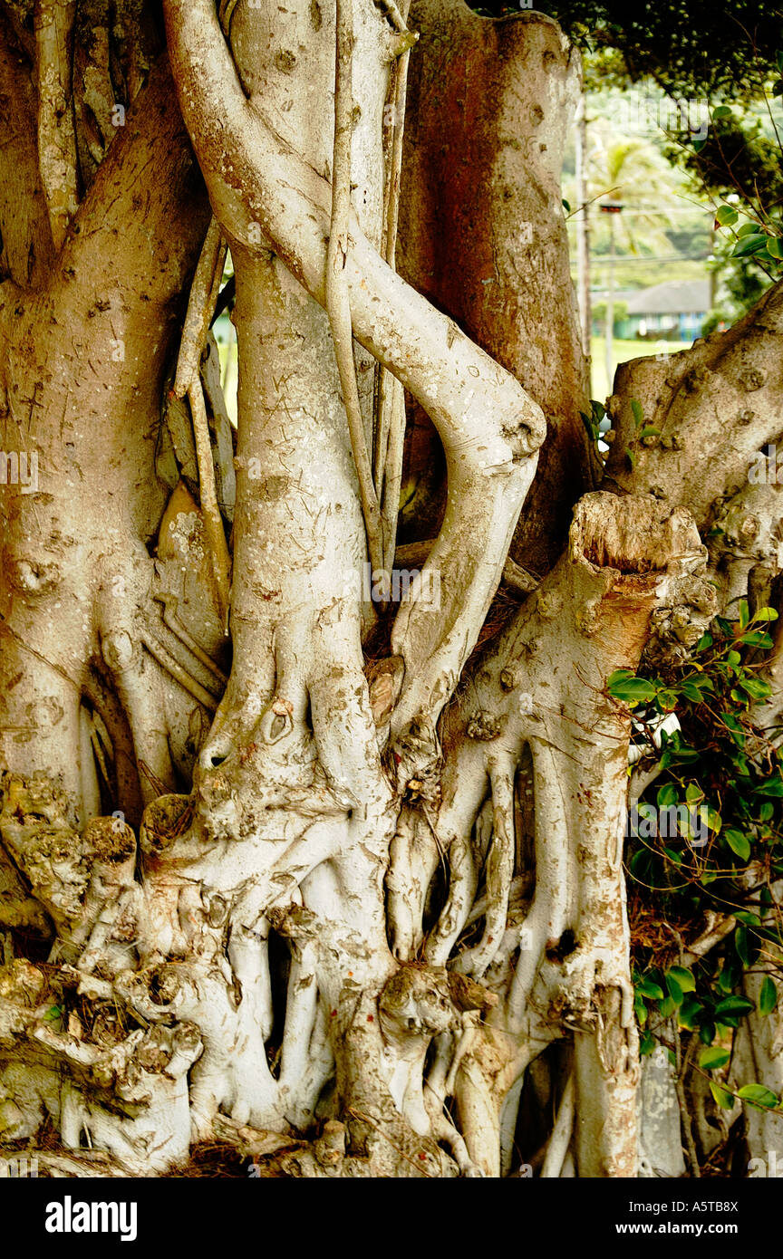 Waikiki banyan tree hi-res stock photography and images - Alamy