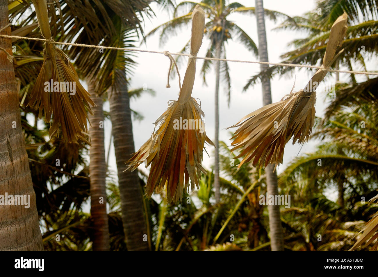 Blowing palm trees in the wind in Hawaii Stock Photo - Alamy