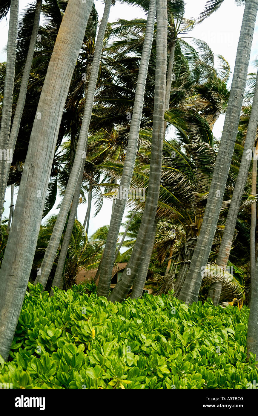 Coconut palm trees in Hawaii with green plants Stock Photo - Alamy