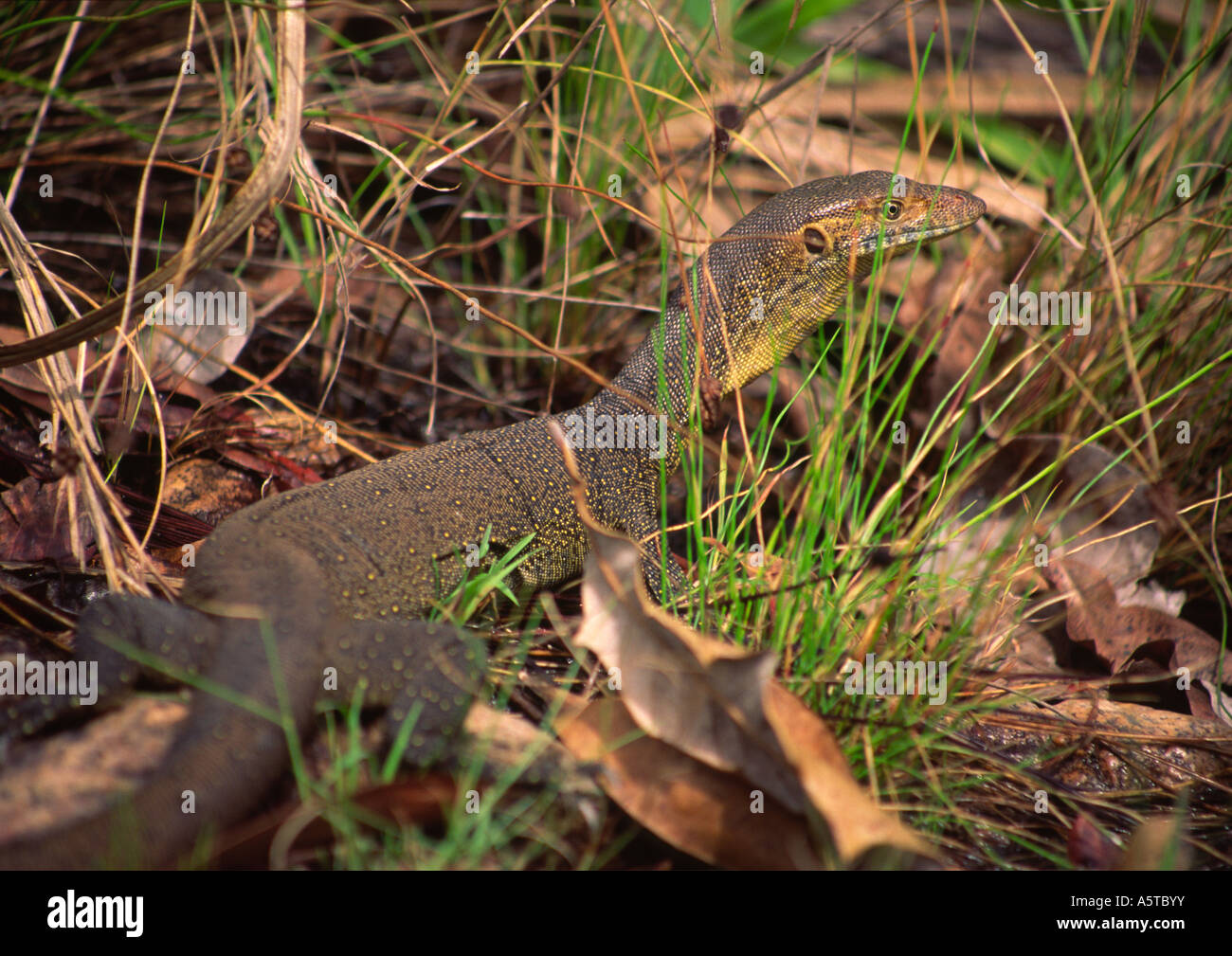 Water Monitor, Lichfield, Australia Stock Photo - Alamy