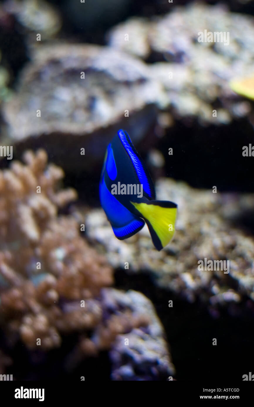 Regal tang and clownfish hi-res stock photography and images - Alamy