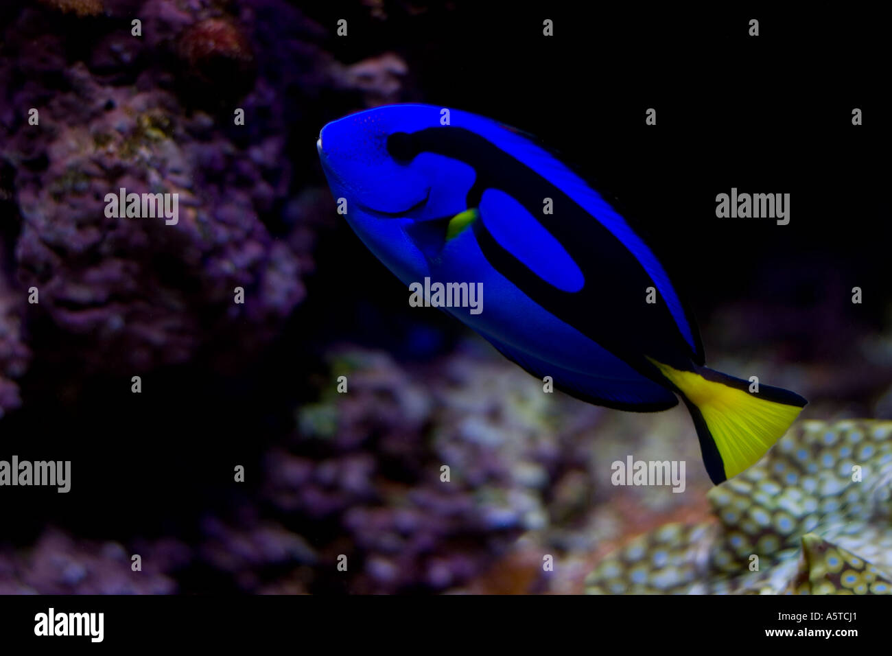 Regal tang and clownfish hi-res stock photography and images - Alamy