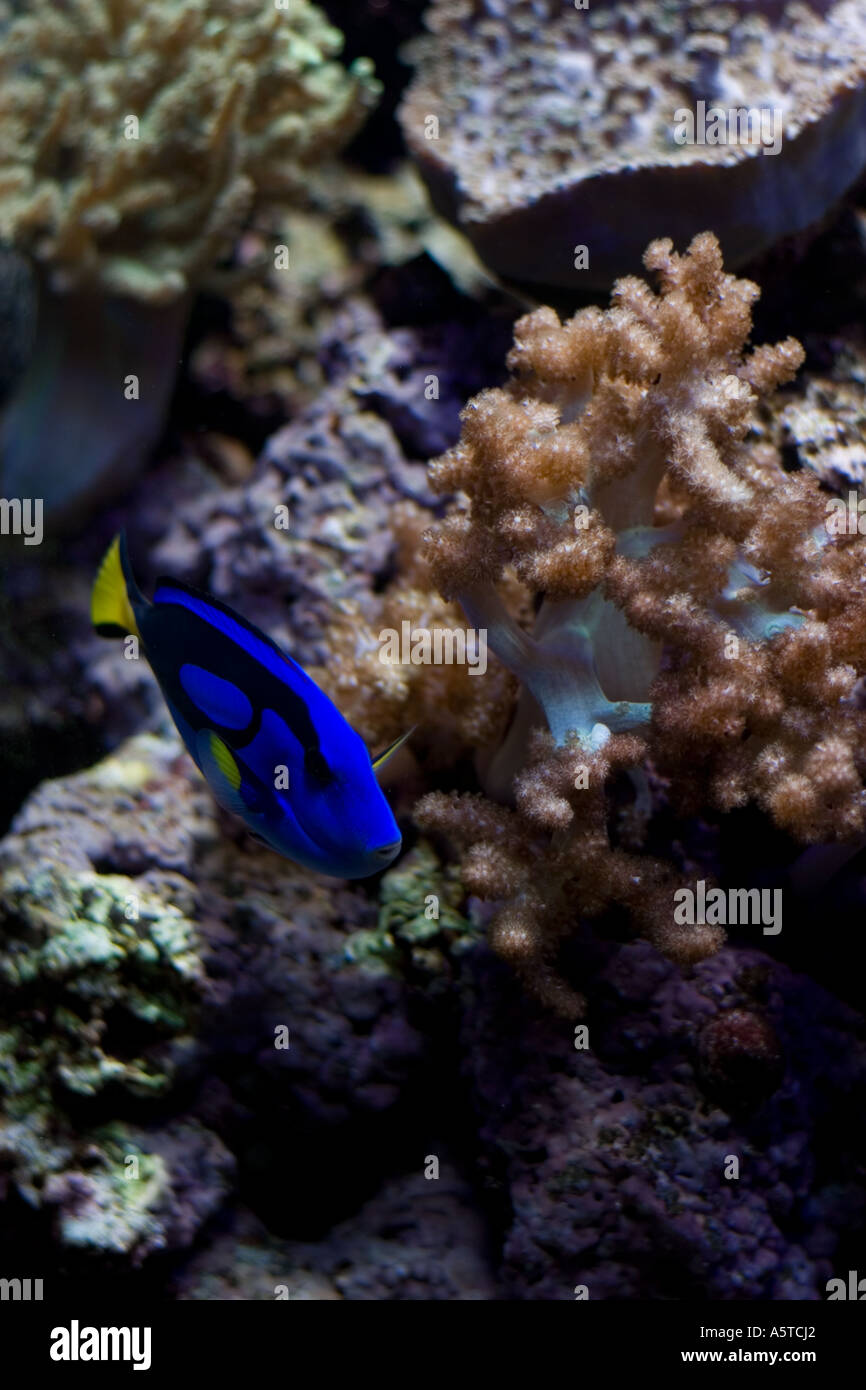Regal tang and clownfish hi-res stock photography and images - Alamy