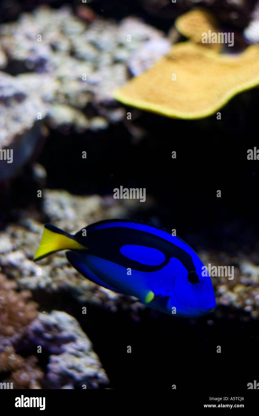 Regal tang and clownfish hi-res stock photography and images - Alamy