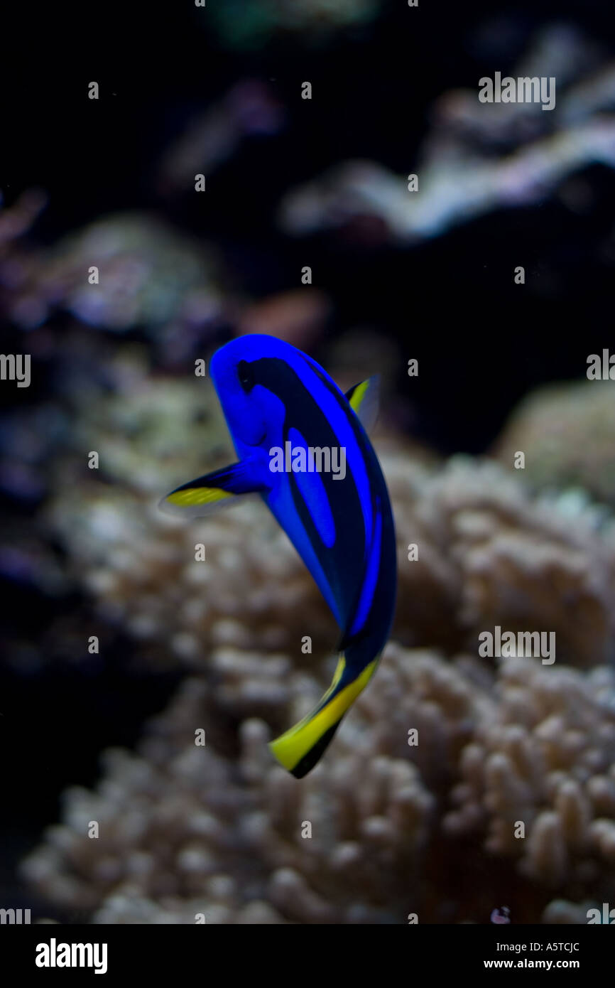 See tang hi-res stock photography and images - Alamy