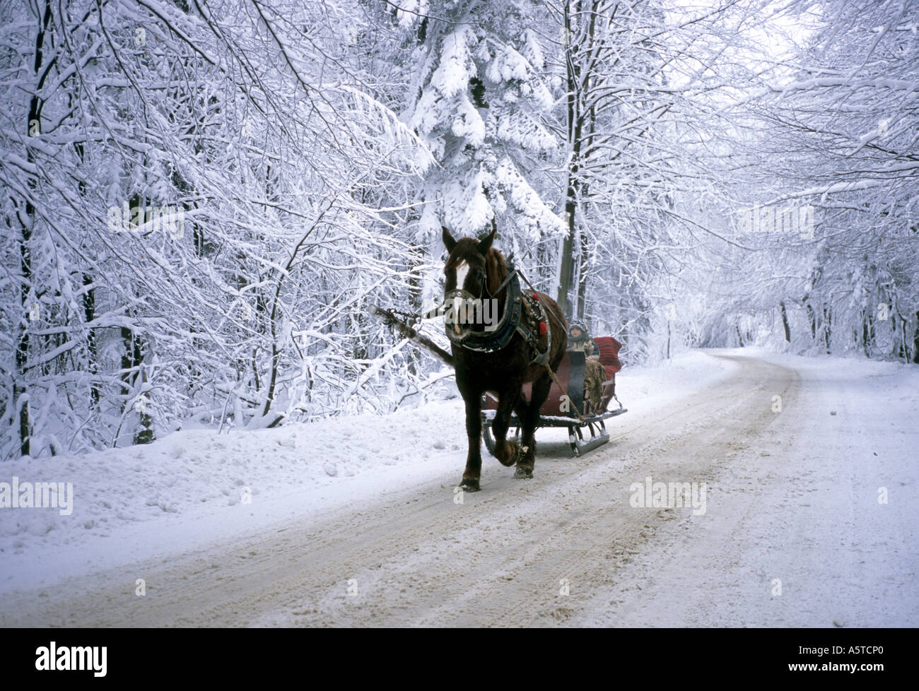 Cross country horse carriage hi-res stock photography and images - Alamy