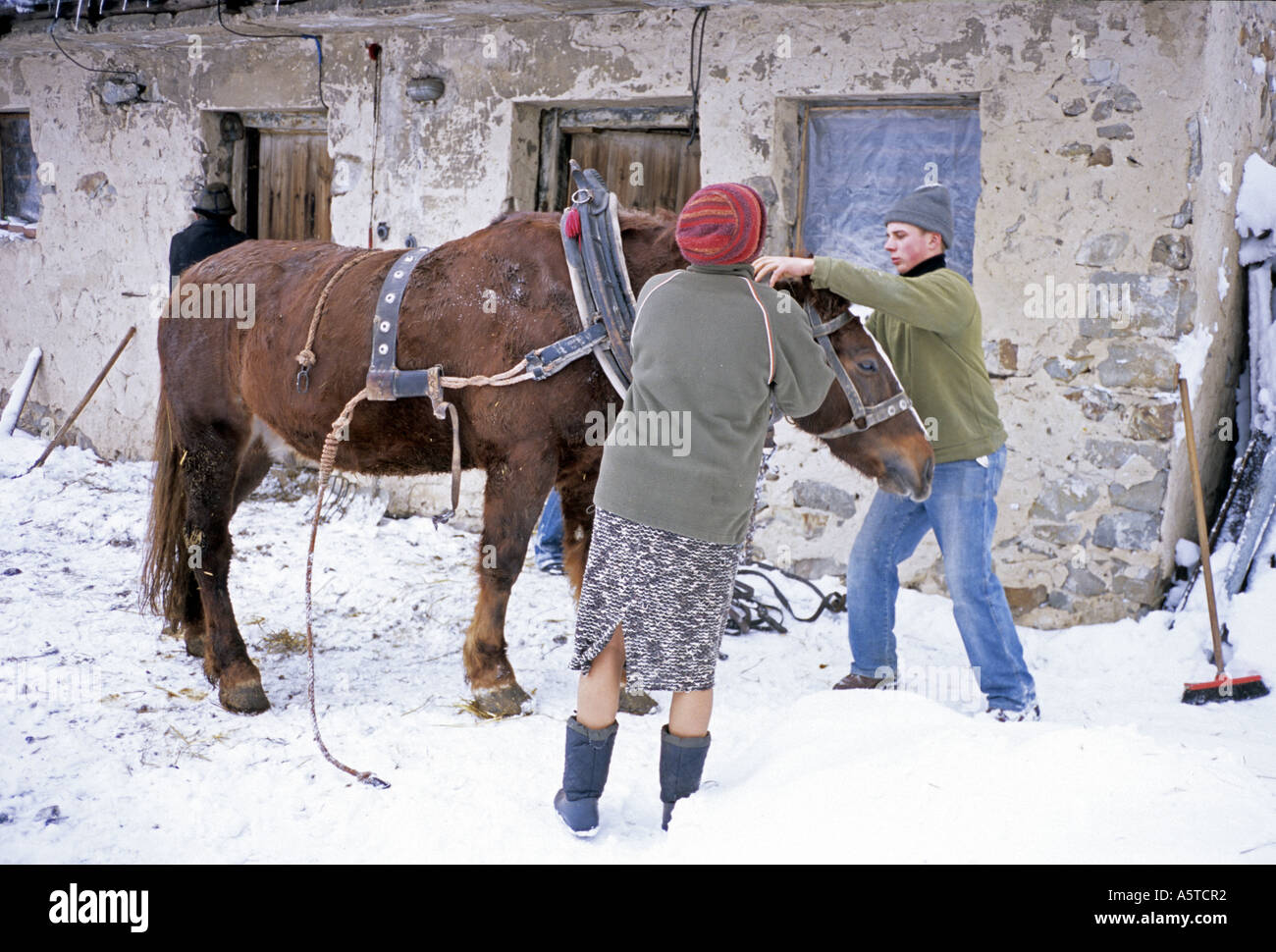 Poland, Swietokrzyskie, dressing horse harness Stock Photo - Alamy