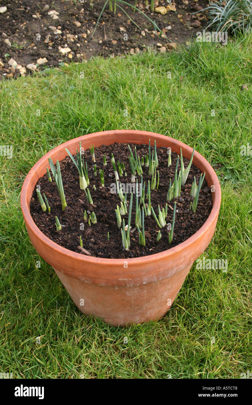 Early summer container spring hi-res stock photography and images - Alamy