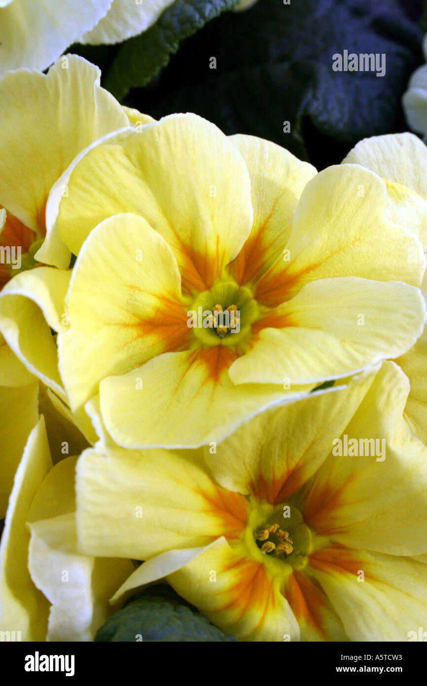 HORTICULTURE. PRIMULA. PRIMROSE. POLYANTHUS GROUP Stock Photo - Alamy