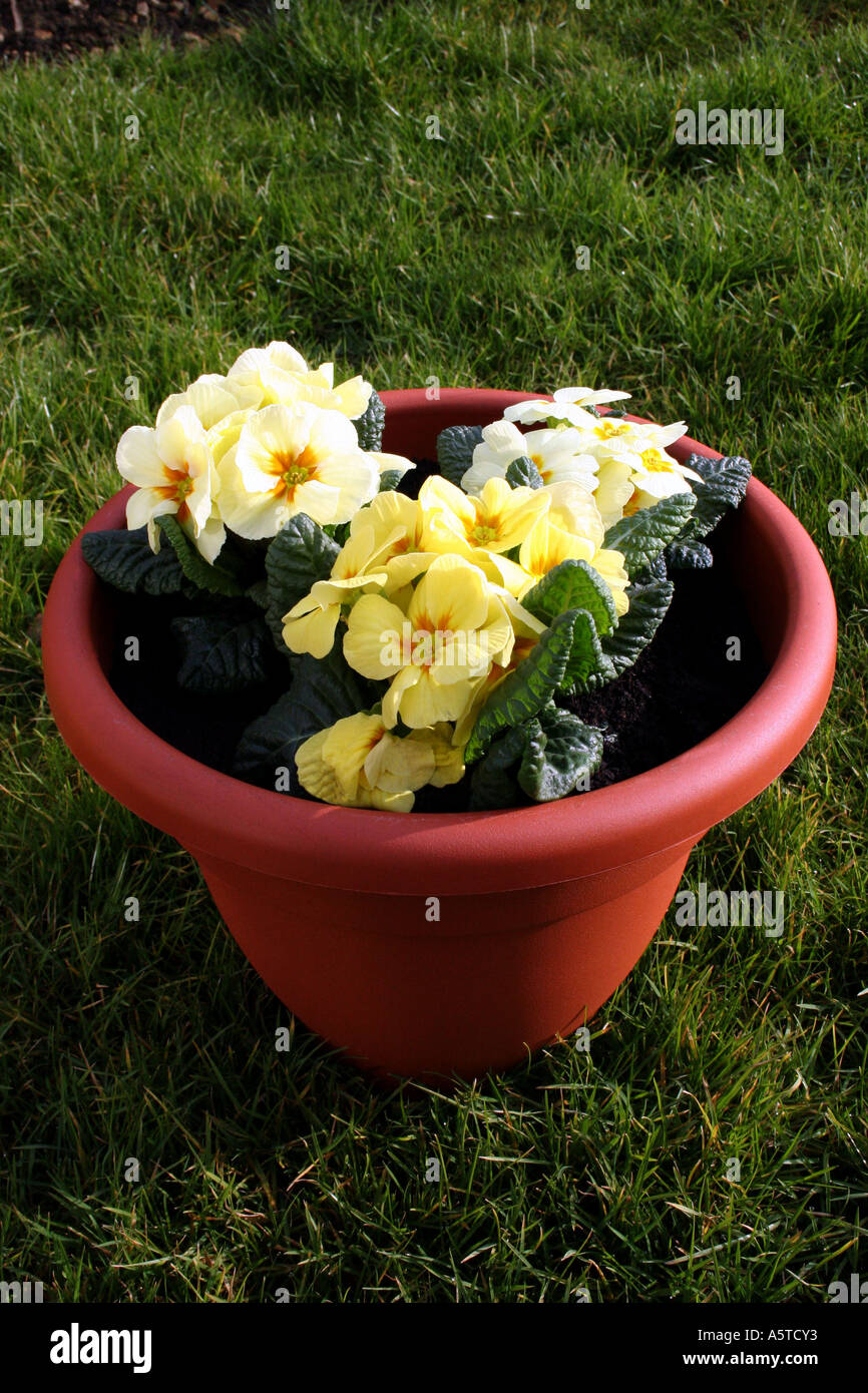 HORTICULTURE. PRIMULA. PRIMROSE. POLYANTHUS GROUP Stock Photo - Alamy