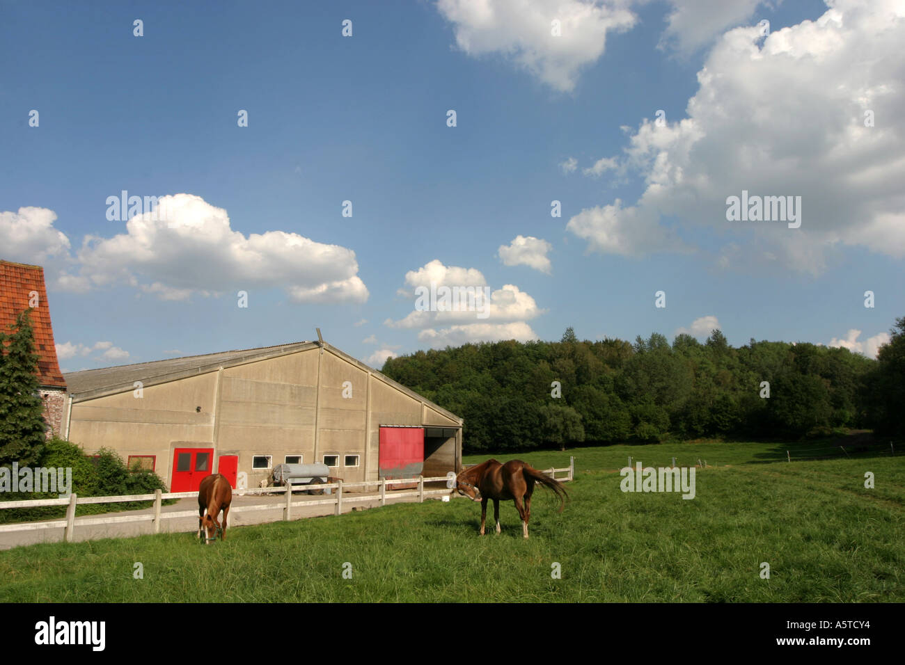 Belgian farm in the countryside. Horses in the field Stock Photo - Alamy