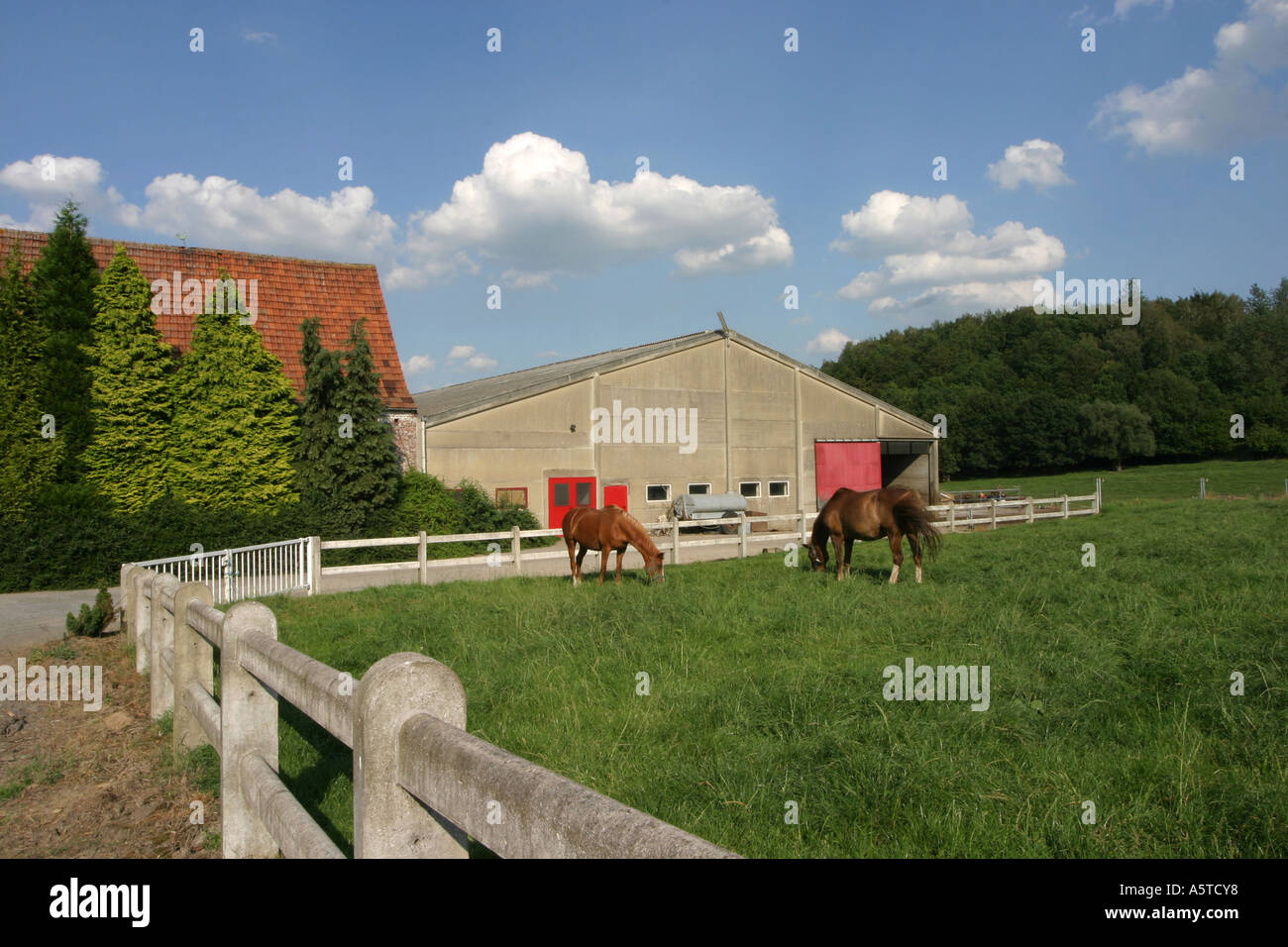 Belgian farm in the countryside. Horses inside the fence Stock Photo ...