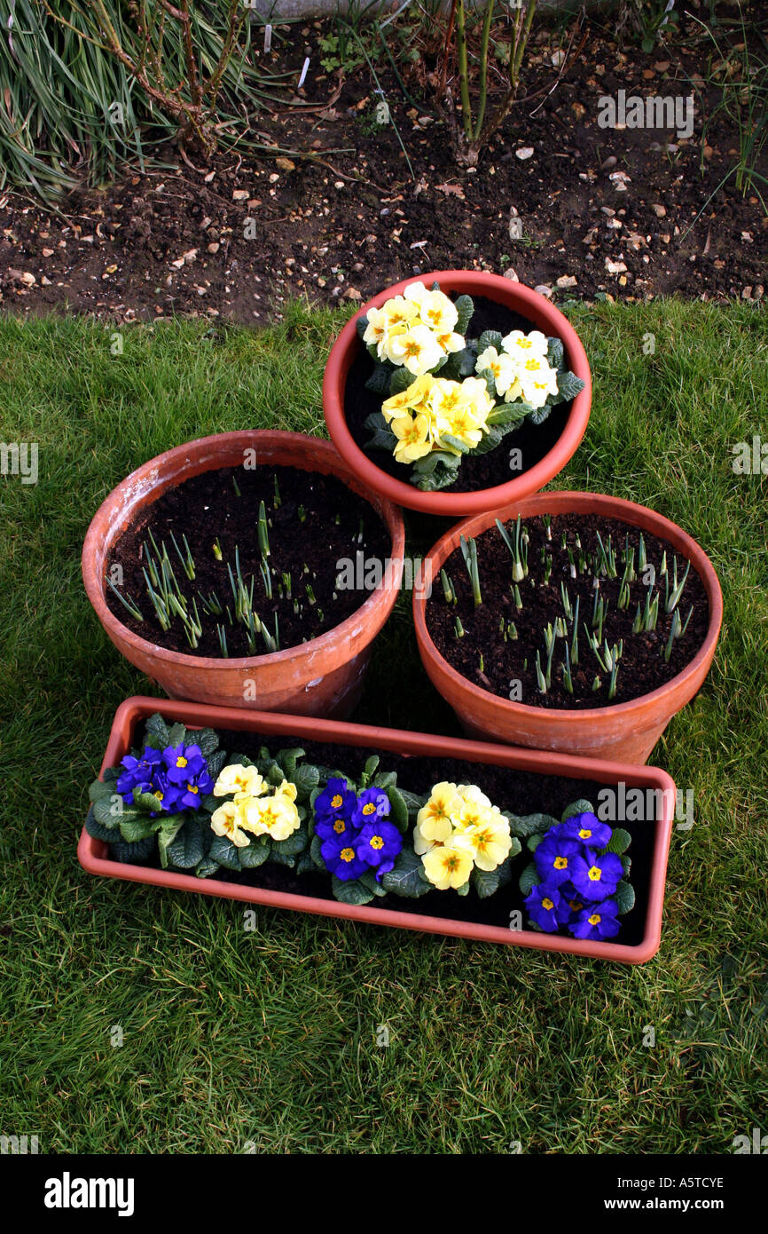 Primula plants hi-res stock photography and images - Alamy