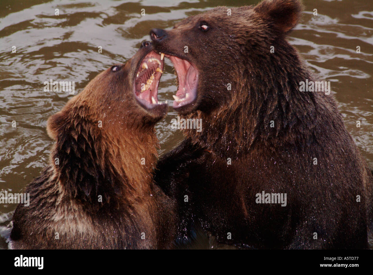 Two young 1 1 2 years old brown bear siblings Ursus arctos having a ...