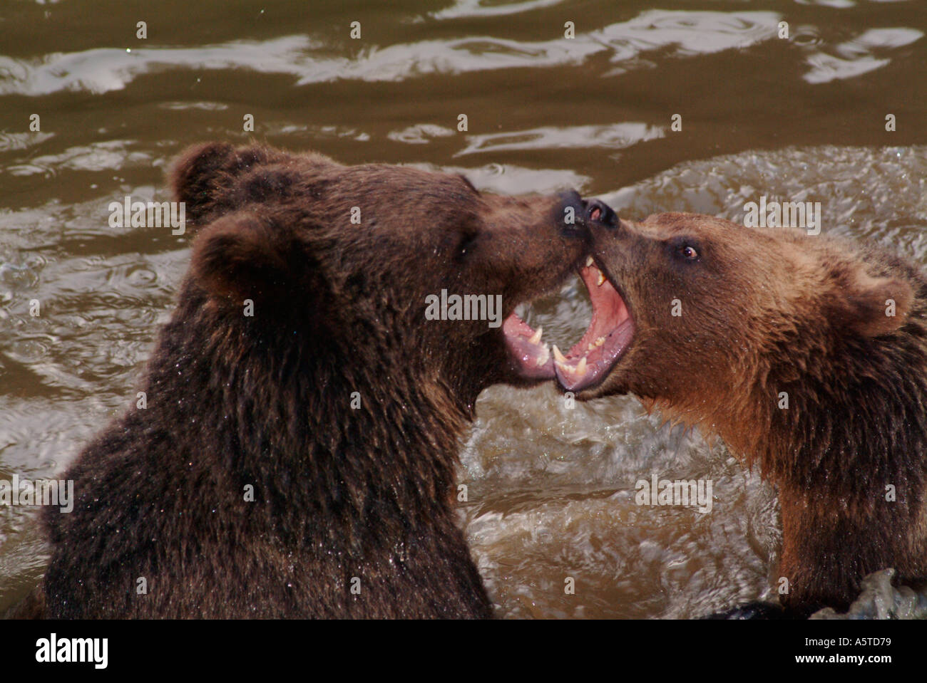 Two young 1 1 2 years old brown bear siblings Ursus arctos having a ...