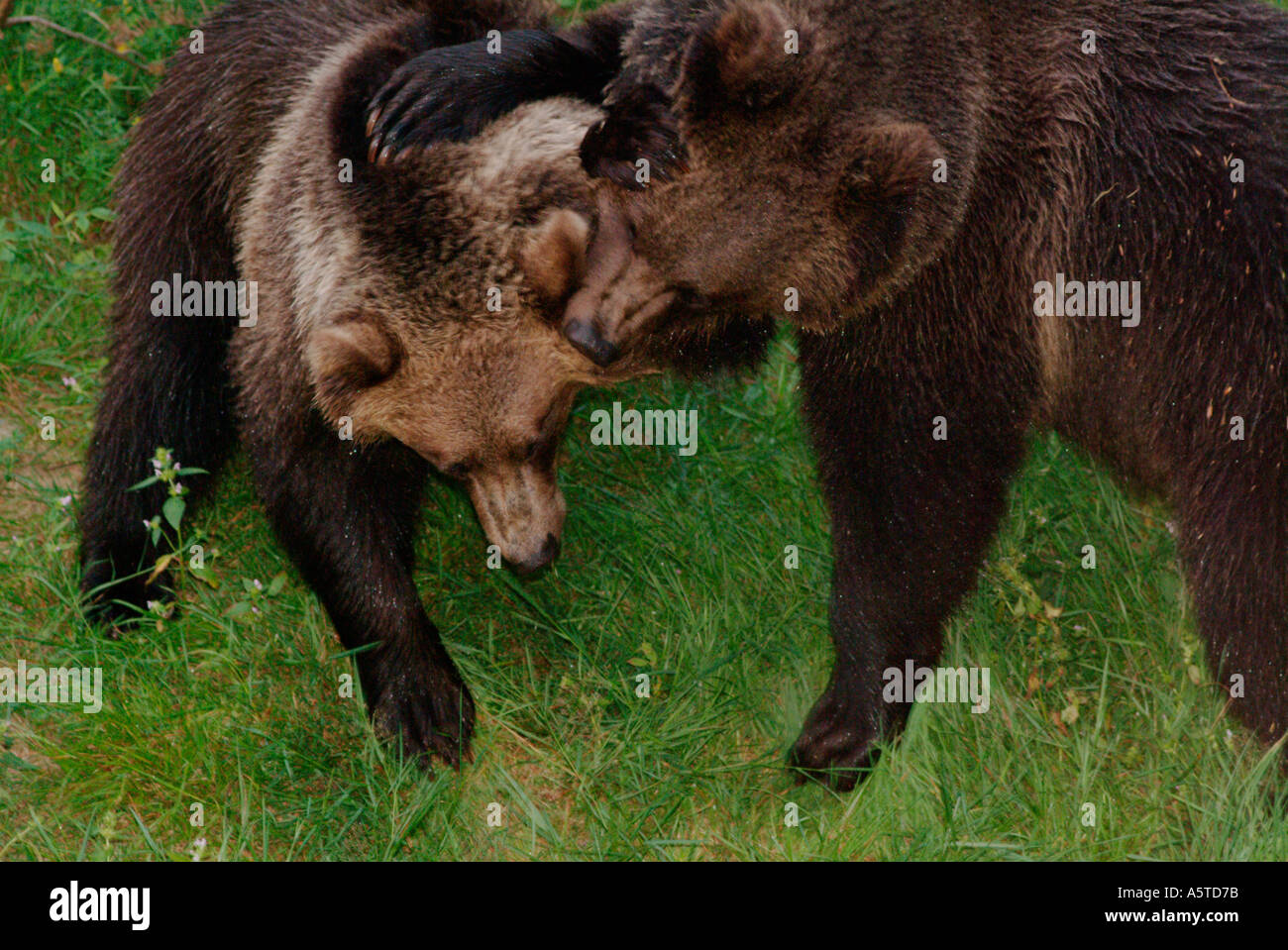 Two young 1 1 2 years old brown bear siblings Ursus arctos having a ...