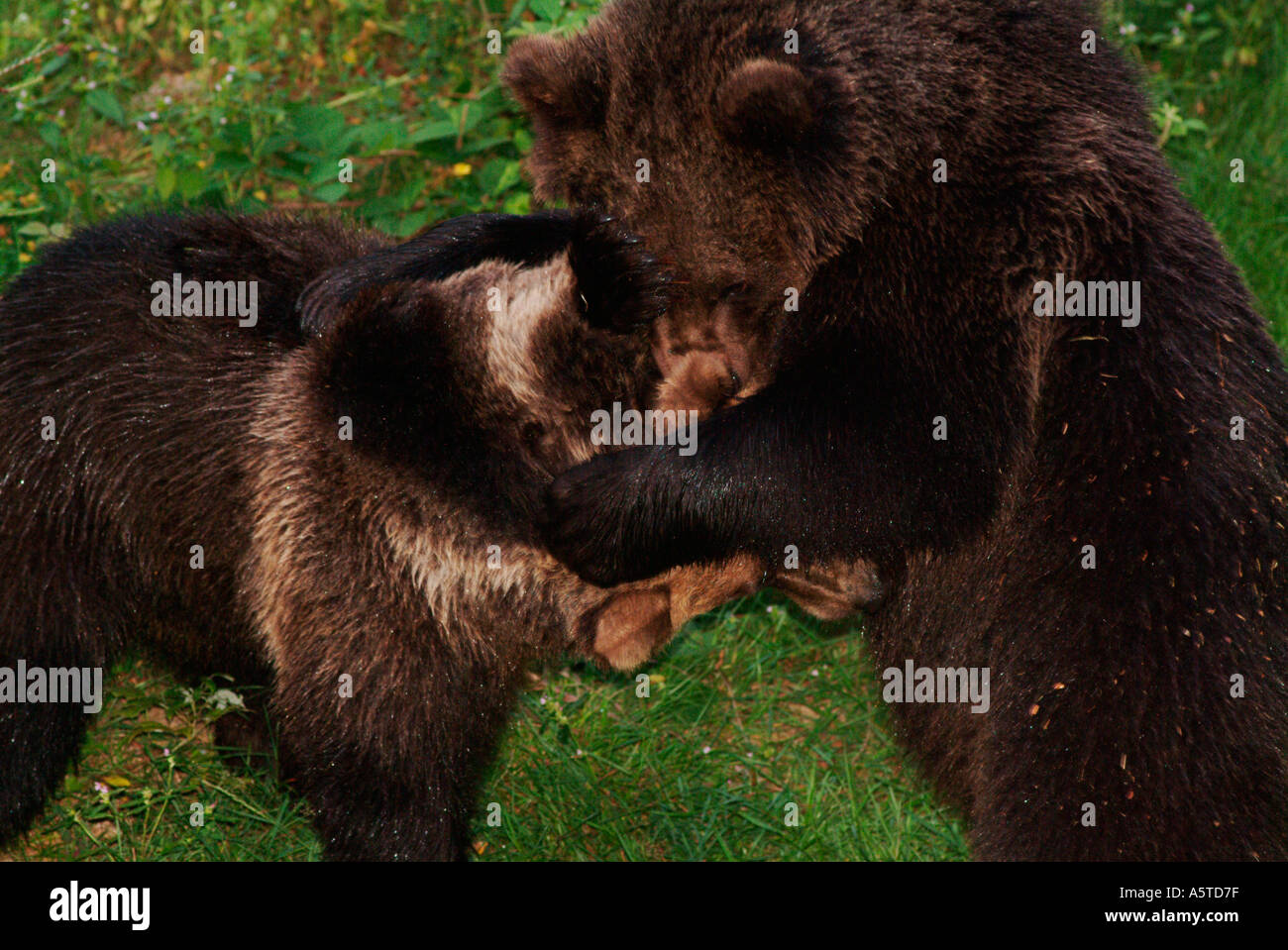 Two young 1 1 2 years old brown bear siblings Ursus arctos having a ...