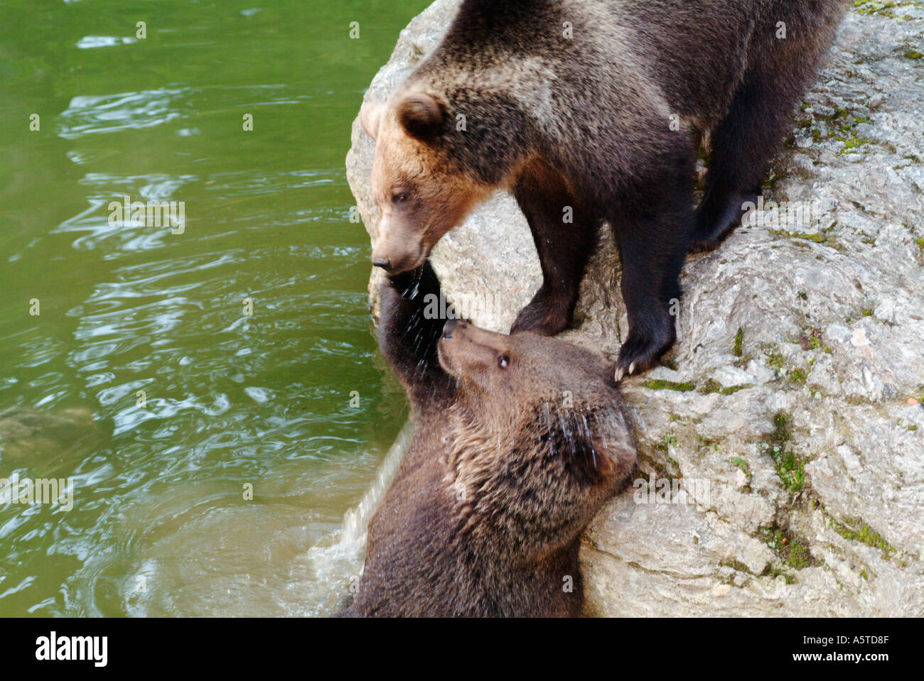 Two young 1 1 2 years old brown bear siblings Ursus arctos having a ...